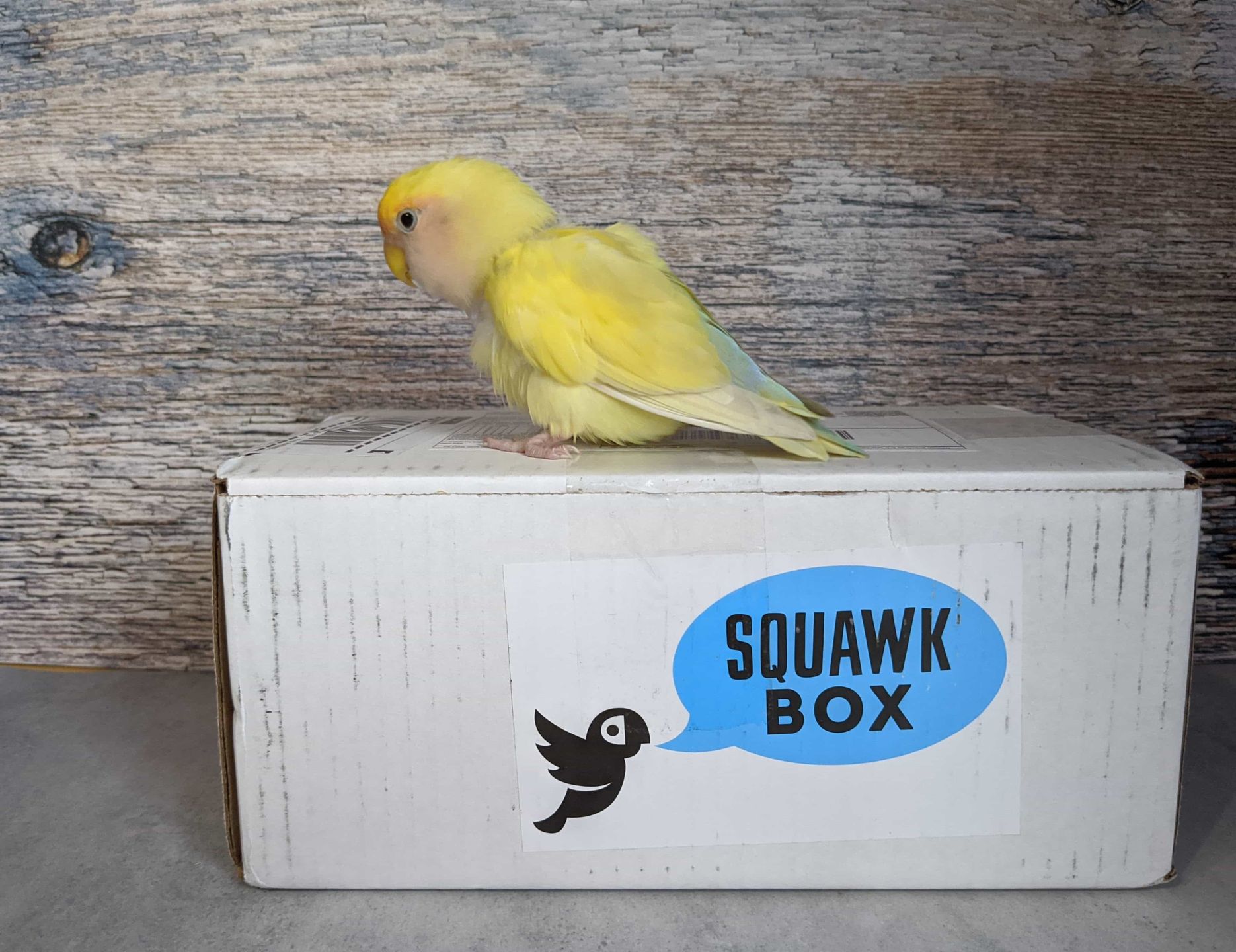 Squawk Box March 2020 Subscription Review - Hello Subscription