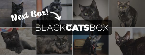Cat Lady Box October 2023 Spoilers! - Hello Subscription