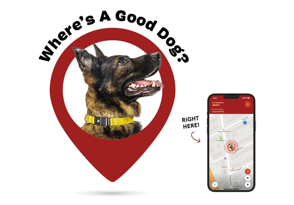 BarkBox & Super Chewer Deal: FREE Fi Collar + 6 Months of FREE GPS With ...