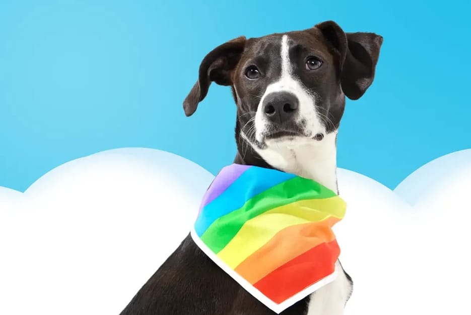 BarkBox and Super Chewer Coupon: FREE Pride Walk Kit With Your First ...